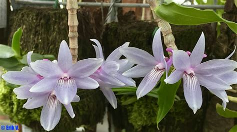 Dendrobium Ceraula