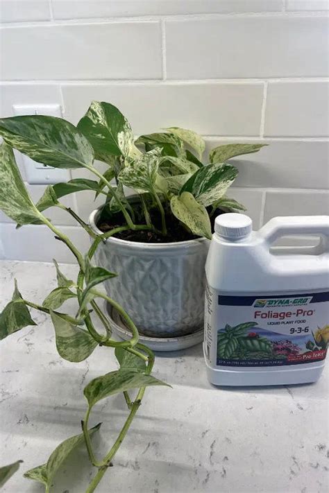 7 Masterful Tricks To Grow Pothos With Longer Vines Balcony Garden Web