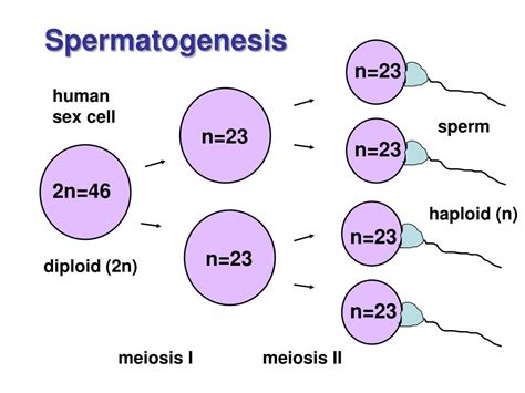 Ppt Meiosis Powerpoint Presentation Free Download Id7027386