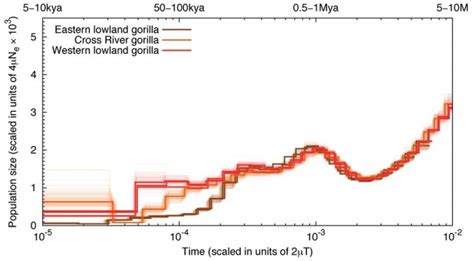 Gorilla Population Why We Became Human