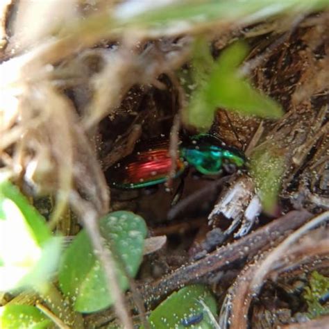 Agonum Sexpunctatum Facts Identification And Habitat Plantiary