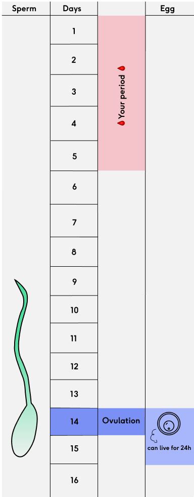 Menstrual And Pregnancy How Many Days After Your Period Can You Get