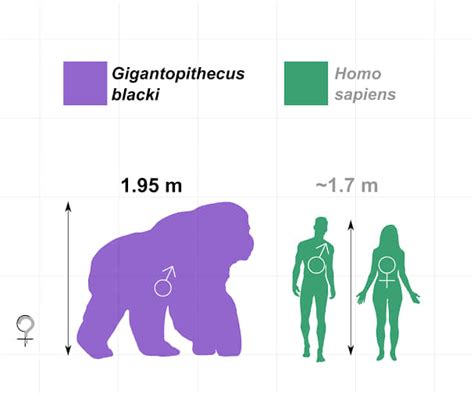 Gigantopithecus On Tumblr