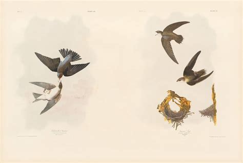 Audubon Bien Edition Pl 46 White Bellied Swallow And Pl 44 American