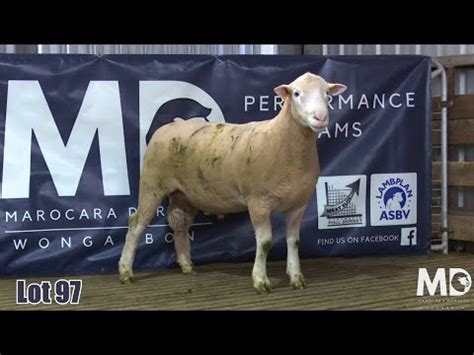 Lot 097 Youtube