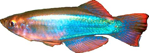 Procatopus List Of Known Species