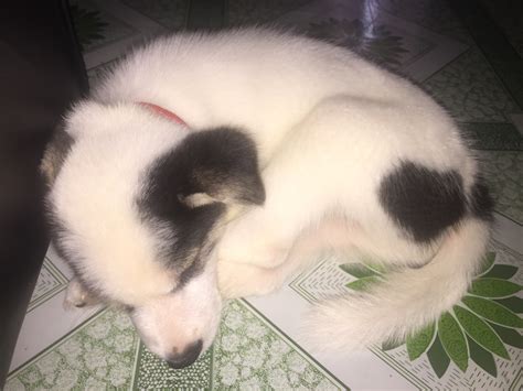 My Little St Bernard Always Bite Me And Has A Loud Bark Is It Normal