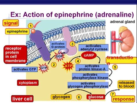 Example Of Signal Transduction Pathway Epinephrine Signal