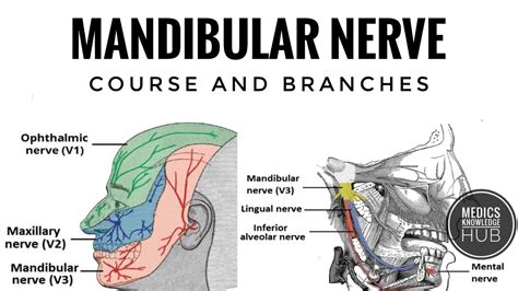 Mandibular Nerve Course And Branches Mnemonics Anatomy Youtube