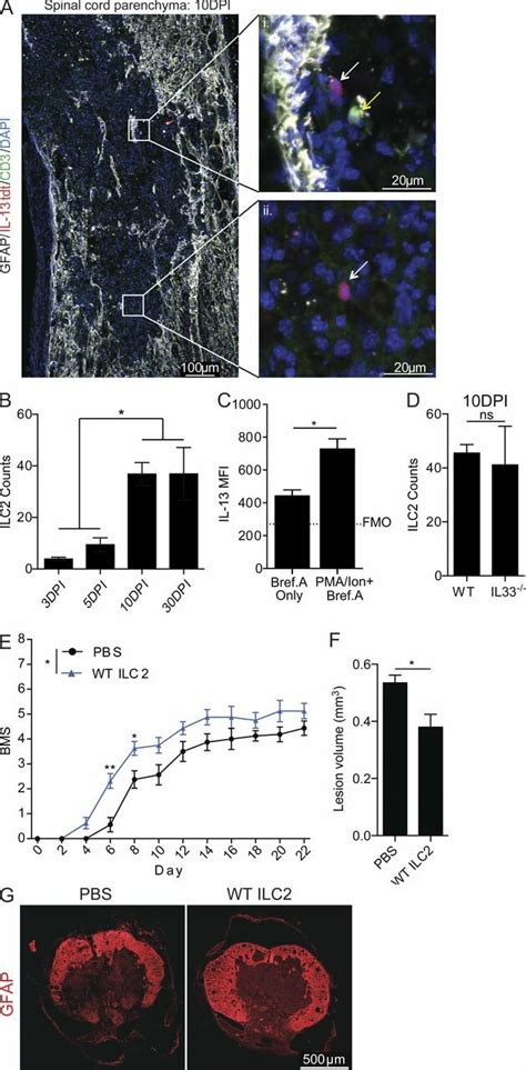 Beneficial Role Of Ilc2s In Sci A Immunofluorescent Staining Of