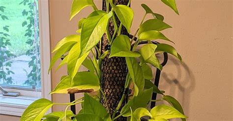 Staked Pothos Update Album On Imgur