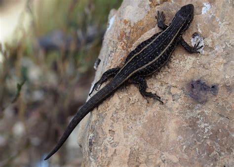 Walkers Tree Iguana Liolaemus Walkeri Snakes And Lizards