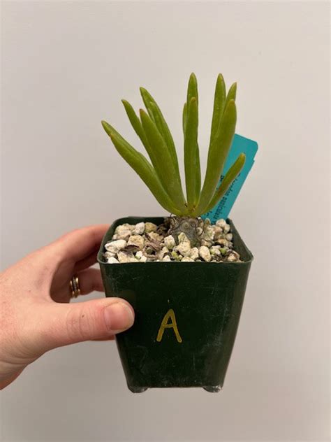 Tylecodon Paniculata Var Dinteri 35 Pot A Seed Grown