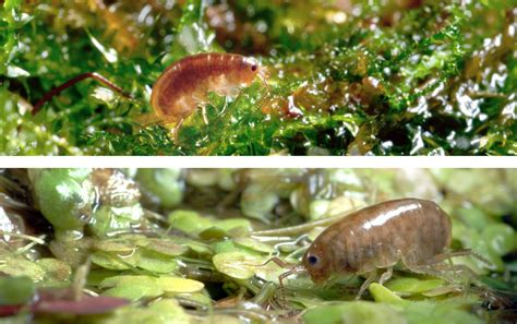 Rákok Crustacea