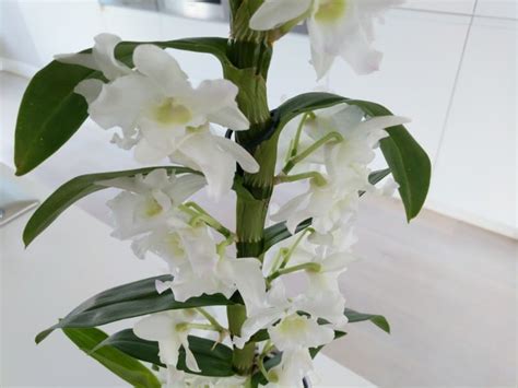 How To Care For A Dendrobium Nobile Orchid With Pictures Smart