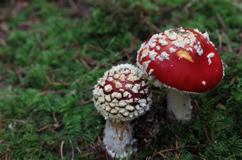 Bio 110 Exam 3 Fungi Flashcards Quizlet