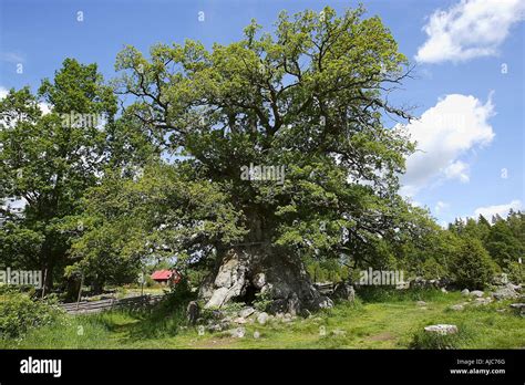 Rumskulla Oak One Of The Oldest Tree In Europe Sweden Smaland