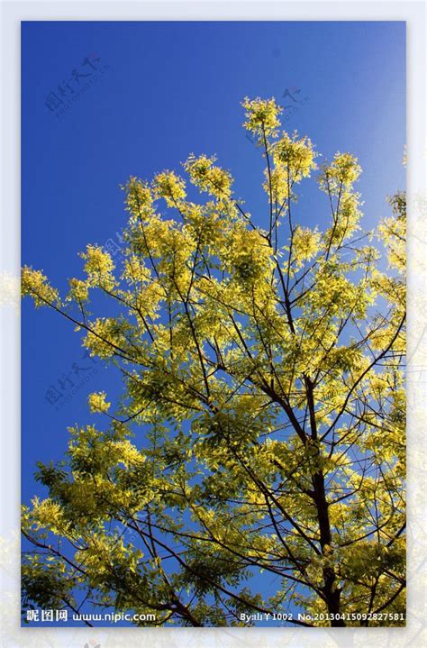 树木图片素材 编号09061586 图行天下