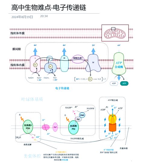 线粒体电子传递链：能量转换的秘密