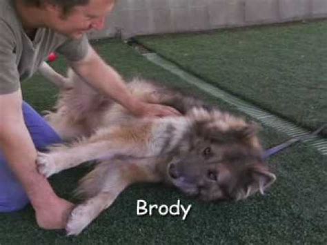 Adopted Brody Alaskan Malamute German Shepherd Dog Mix For Adoption