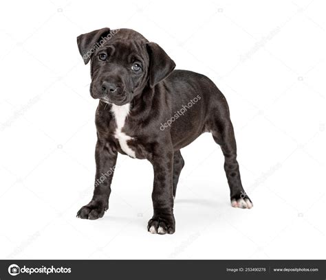 Black American Pitbull Terrier Puppies