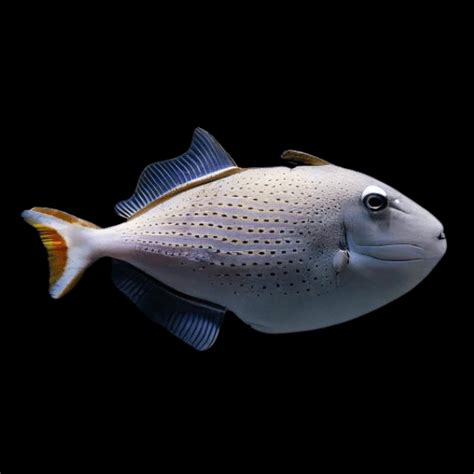 Sargassum Trigger Fish Xanthichthys Ringens Sims Tropical Fish