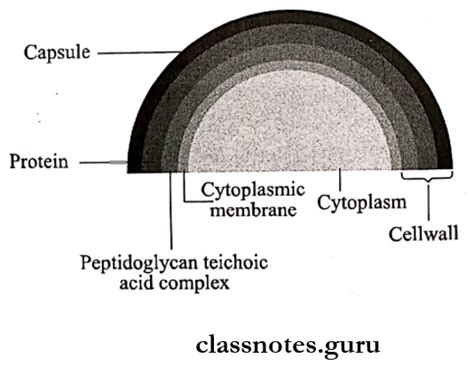 Staphylococcus Class Notes Staphylococcus Class Notes