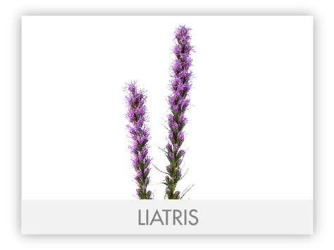 Liatris Gallery The Queens Flowers