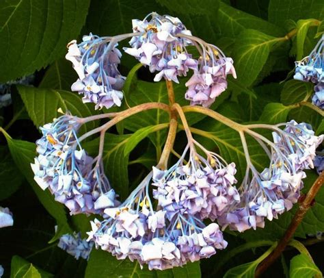 Why Is My Hydrangea Wilting Tips To Revive Your Plant