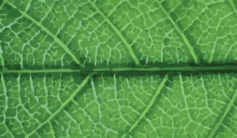 Plantain Leaf Texture Vector Art Icons And Graphics For Free Download