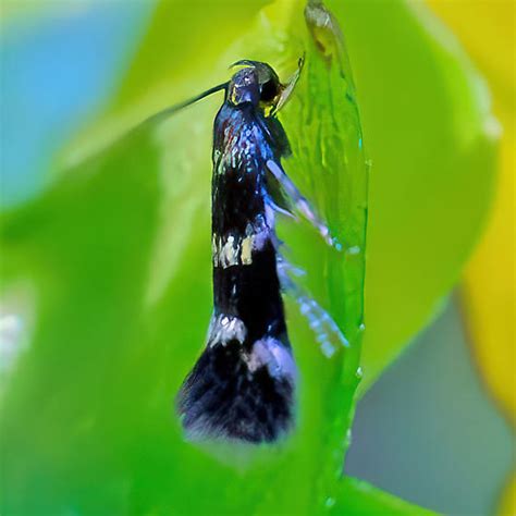 Micro Moth Id Elachista Bugguidenet
