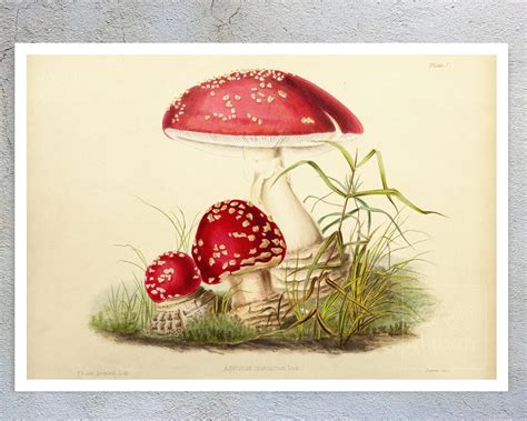 Anna Maria Hussey Agaricus Muscarius Mycology Fine Art Print Mabon