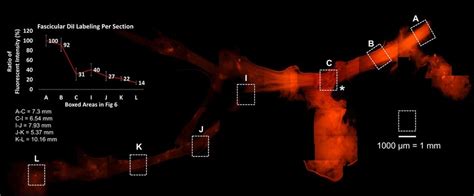 A Montaged Of Dii Labeling On The Right Fn The Boxed Areas Al