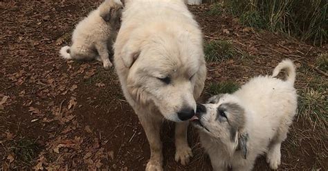 Lick Imgur Lick Imgur