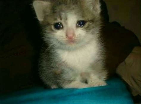 Sad Cat Meme Wallpapers Wallpaper Cave