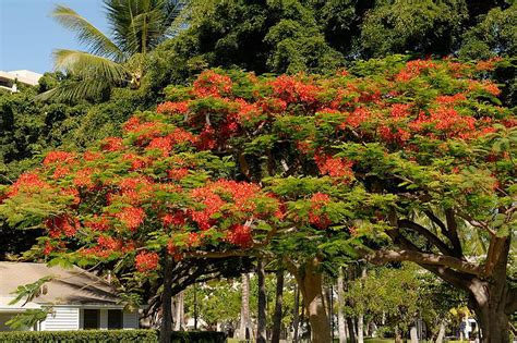 Sandbox Tree L Mind Blowing Evolution Our Breathing Planet
