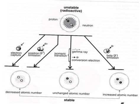 Lecture 4 Radioactive Decay Flashcards Quizlet