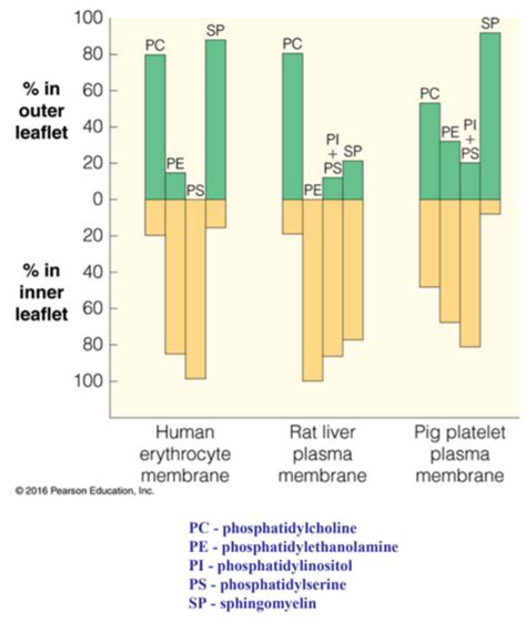111 The Cell Membrane Bs1005 Cm1051 Biochemistry I
