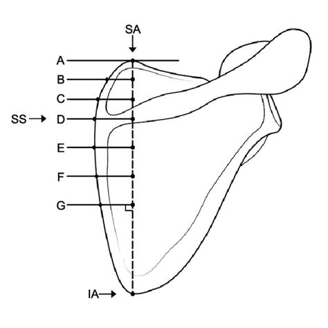 Running Patterns Of The Dorsal Scapular Nerve Dsn Yellow Line And Download Scientific