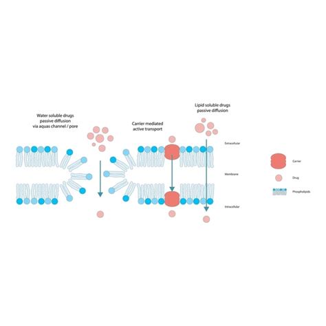 27 Active Passive Absorption Stock Vectors And Vector Art Shutterstock