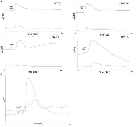 Efficient Differentiation Of Mouse Embryonic Stem Cells Frontiers