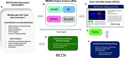 biccn data ecosystem a multimodal cell type data generation by