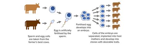 Cell Cloning Process At Melinda Morris Blog