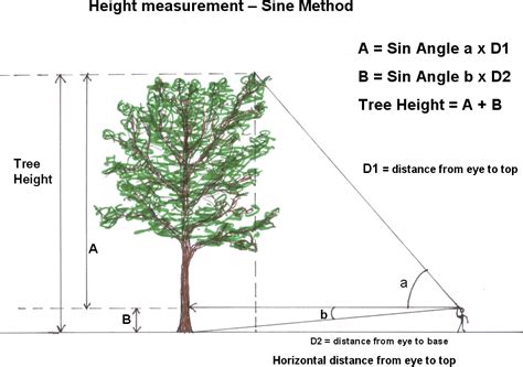 How To Measure Tree Height By Shadow At Terry Asher Blog