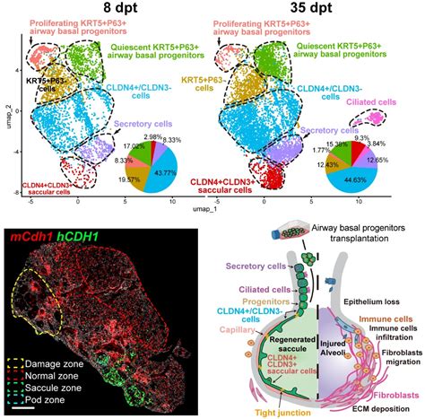 同济大学左为郭忠良团队揭示气道基底层前体细胞通过再上皮化修复肺脏的机制，成果发表于《自然·通讯》 同济大学新闻网