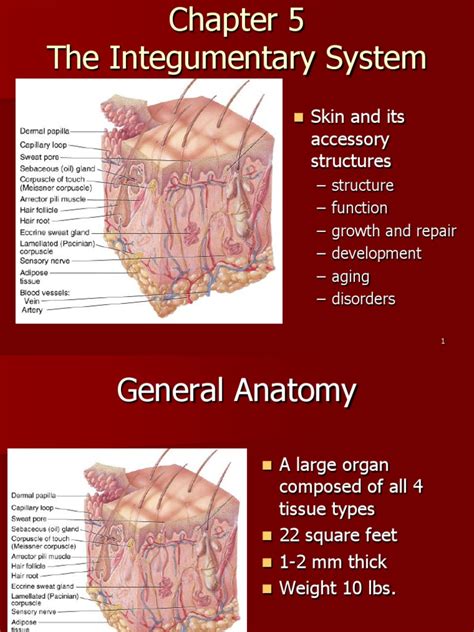 Chapter 5 Integumentary System Pdf Skin Epidermis