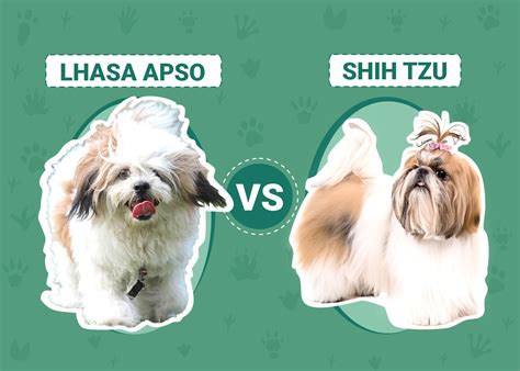 Différence Entre Shih Tzu Et Lhassa Apso Chtoby Pomnili