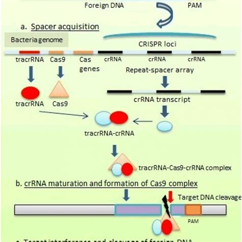 Flow Chart Of Crisprcas9 Process For Targeting Variationsmutations In