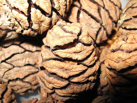 Grow Your Own Giant Sequoia Tree 6 Steps With Pictures Instructables