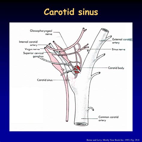 Ppt Circulation Powerpoint Presentation Free Download Id 4844645